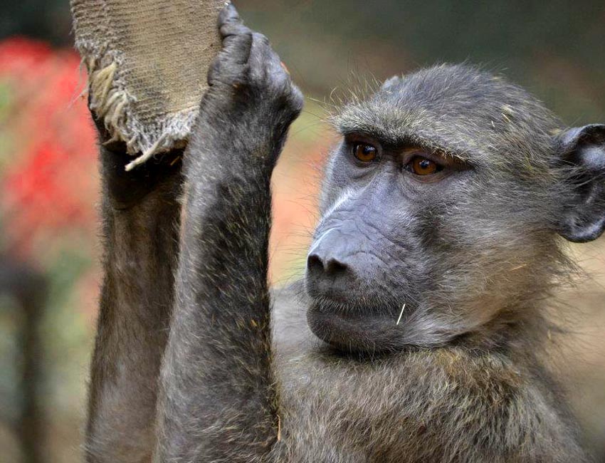 C.A.R.E. Baboon Sancturay